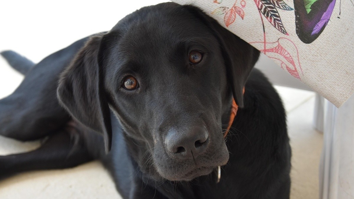 15 dog breeds known for their sensitivity and human connection
