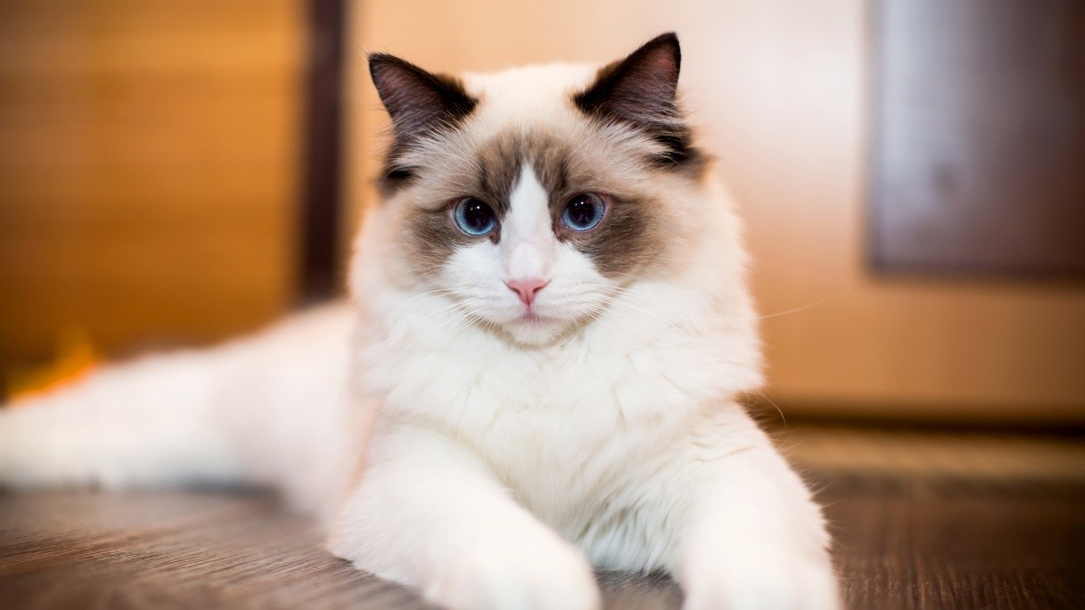 The 10 loyal cat breeds that will keep you company during the apocalypse