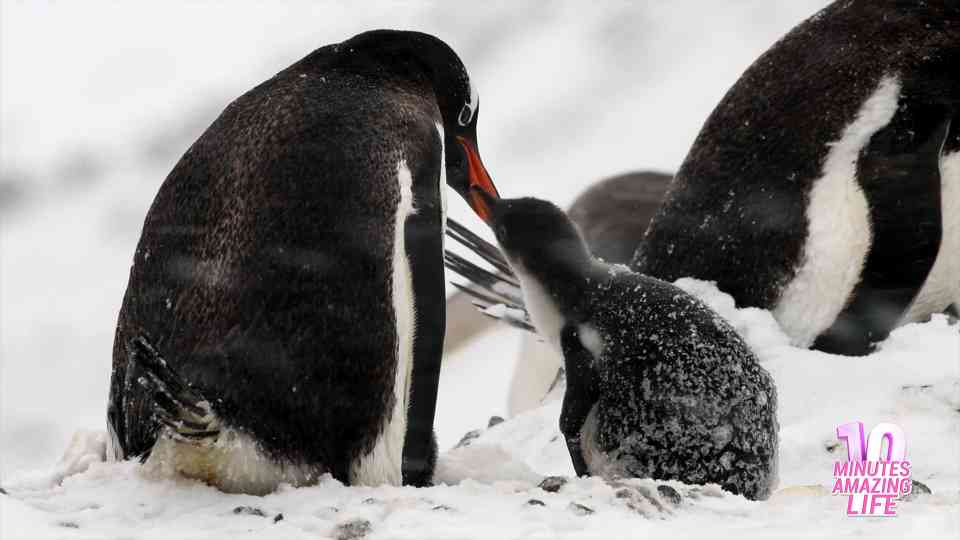 Penguin in Snow Storm