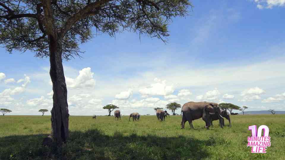 Elephants Tanzania Africa Safari