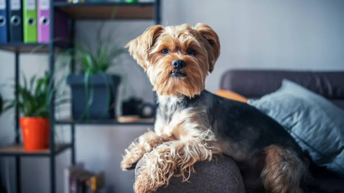 A tu perro le encanta ver la tele, pero su personalidad revela sus ...