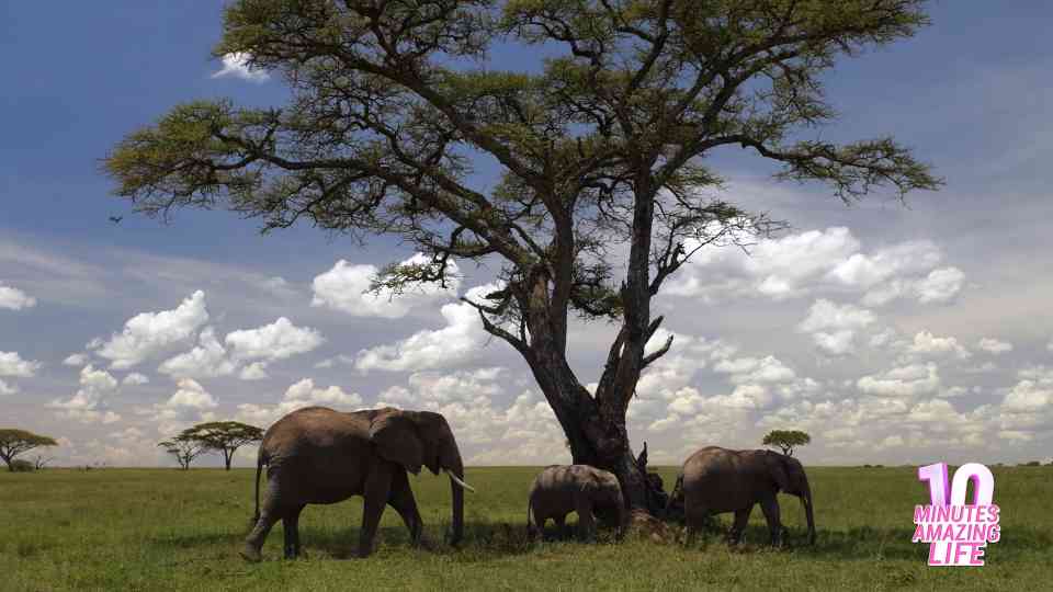 Olifanten in Tanzania Afrika