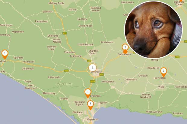 Warning to dog owners as 'deadly disease' spreads across Dorset
