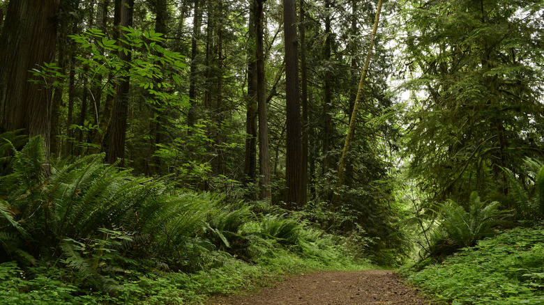 Situated On Deep Lake Is Washington's State Park Paradise For Canoeing ...