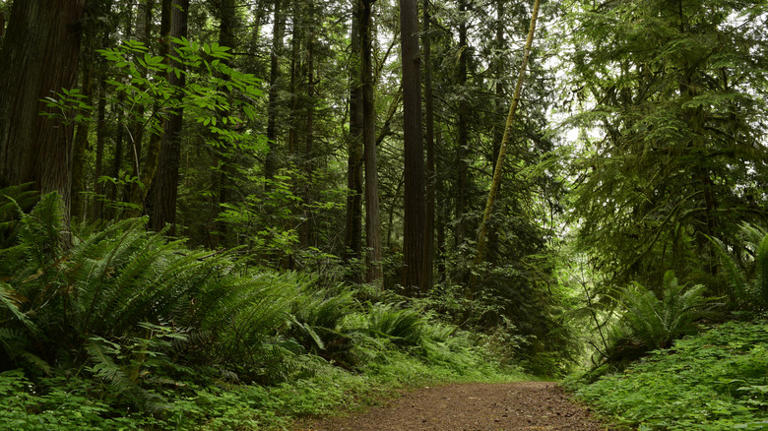 Situated On Deep Lake Is Washington's State Park Paradise For Canoeing ...