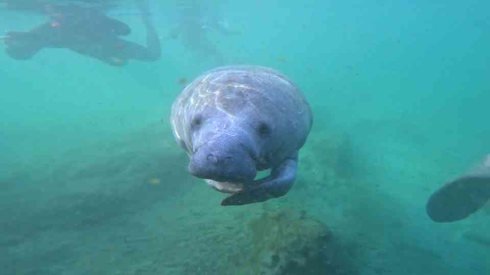 The incredible manatee encounter