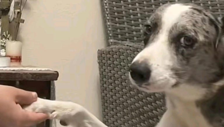 "Perdona nuestros pecados": perrito se vuelve viral por sentarse a ...