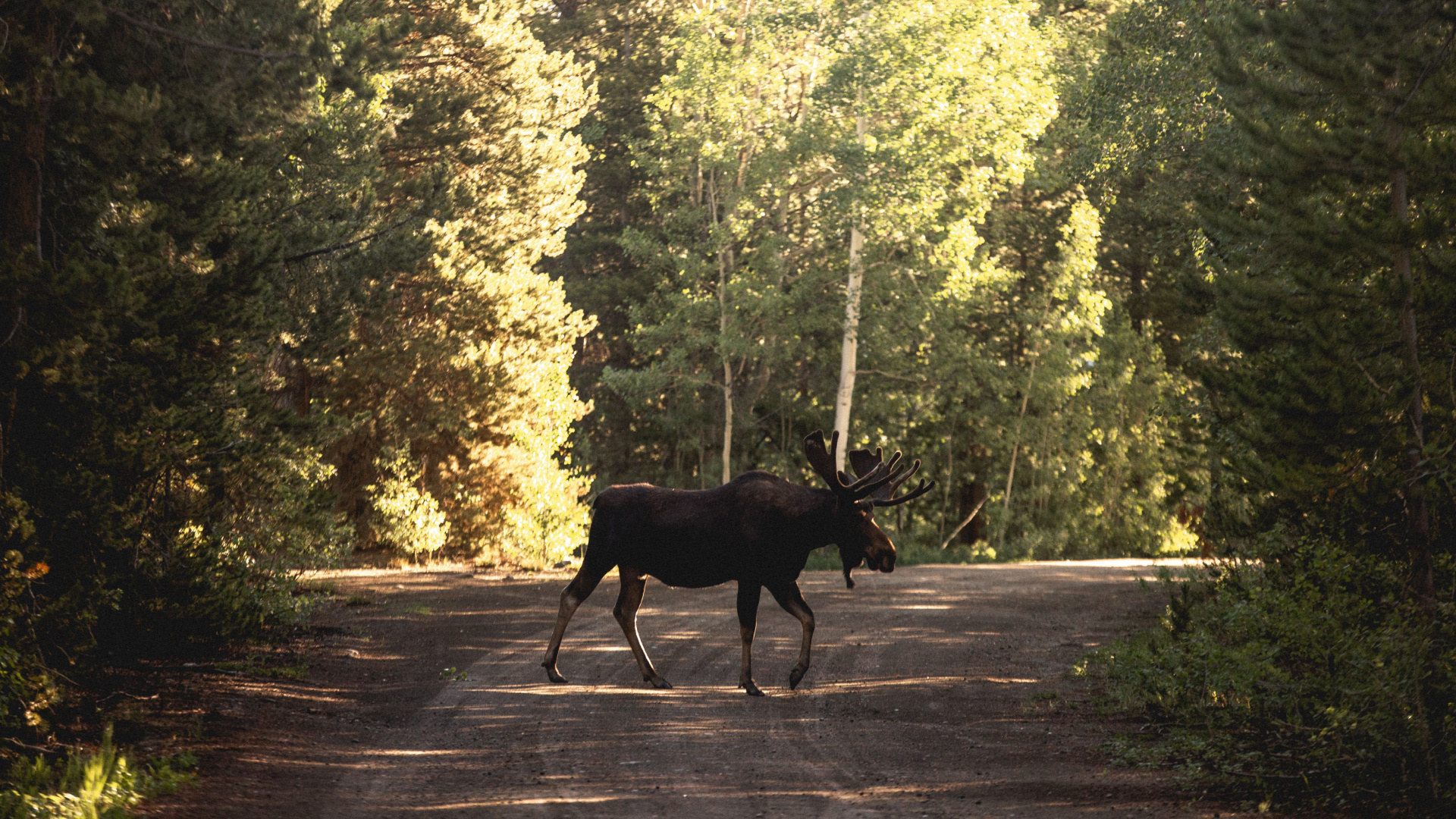 Things You Should Do If You See A Moose On The Road