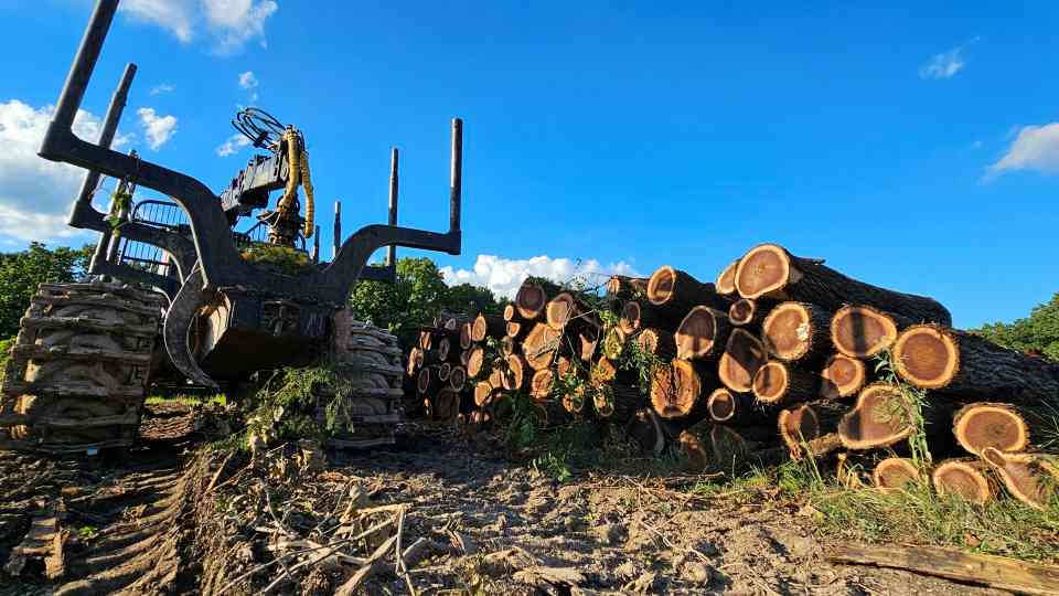 How Much Money Will We Get for Our First Load of Black Walnut Logs?