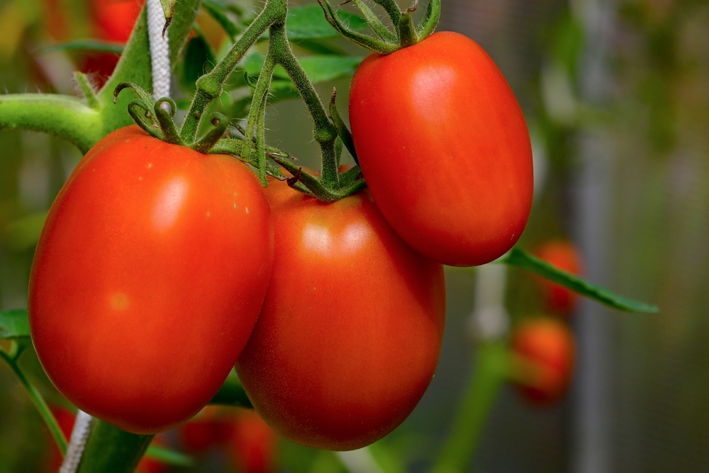 How tomatoes can affect your body if you eat them every day