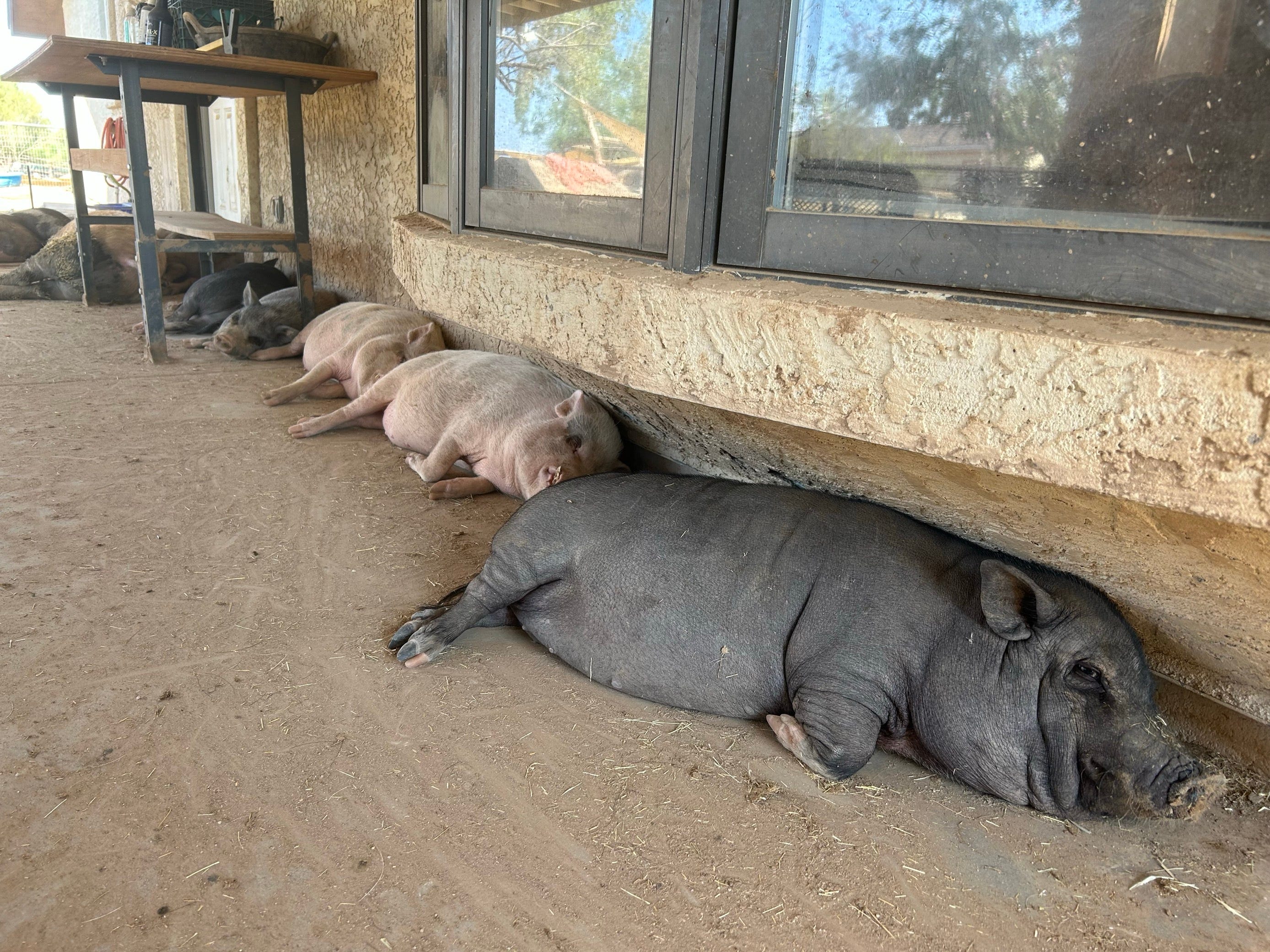 This woman cares for 200 pigs at Phoenix animal rescue. Here's how she ...