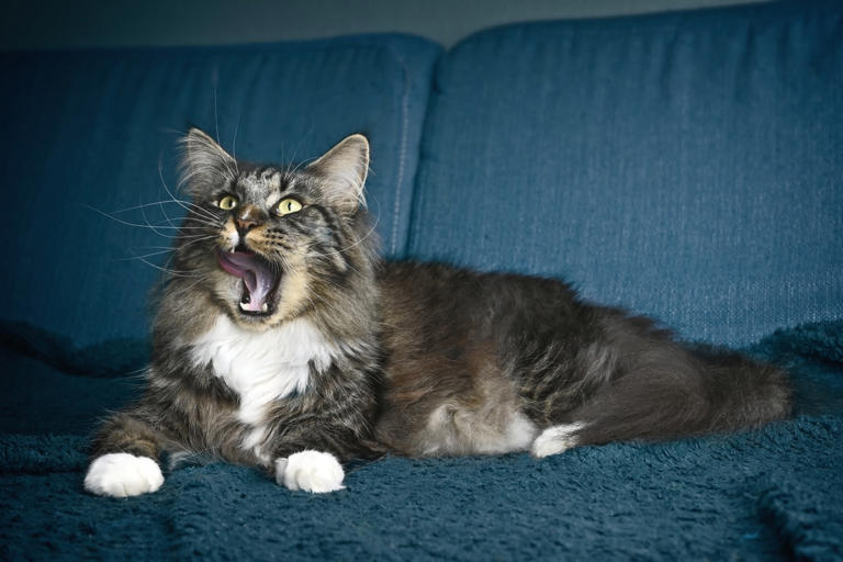 Maine Coon Cat's 'Pitiful' Meows Make It Sound Like She's Worked a ...