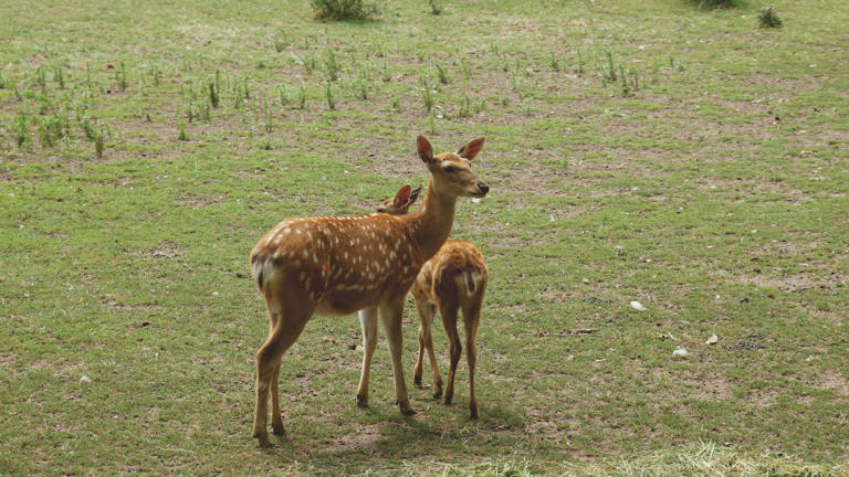 Rejected at birth, this fawn with a unique physique moves the whole world