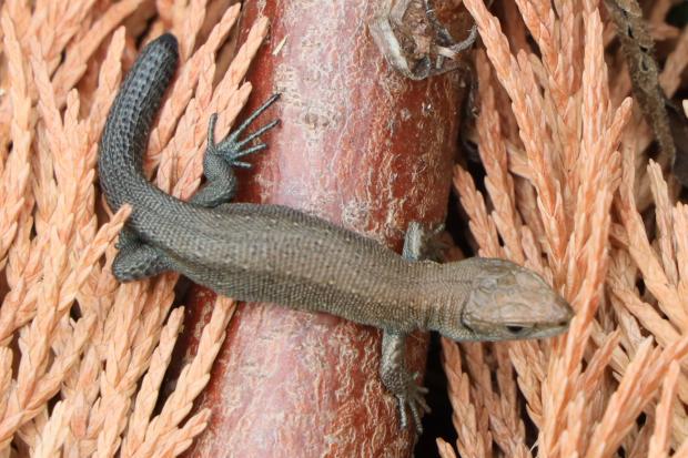 Major housing development moves forward with plan to protect reptiles