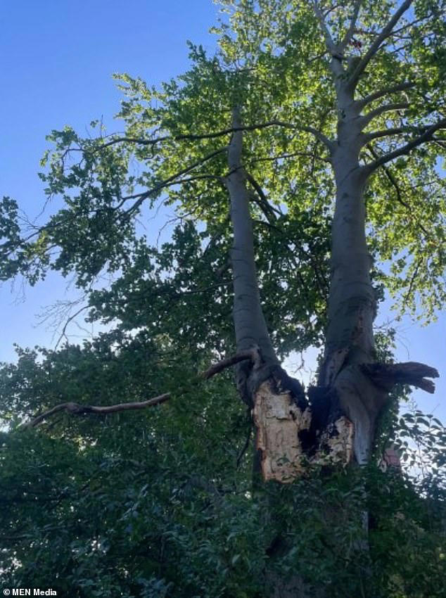 Woman, in her 40s, dies after being hit by 'massive' tree branch that ...