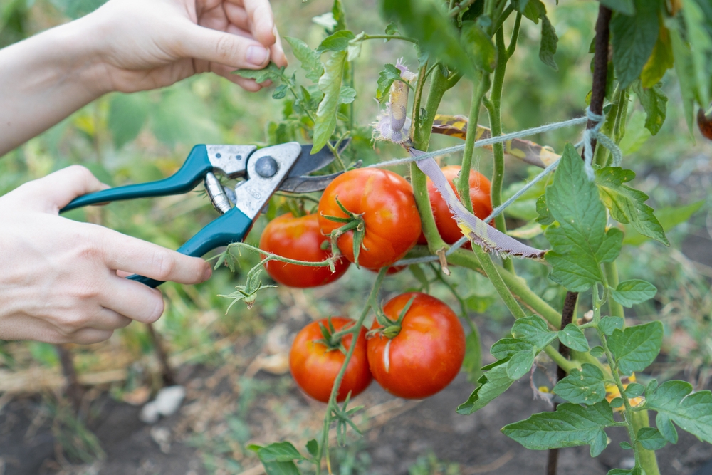 How tomatoes can affect your body if you eat them every day