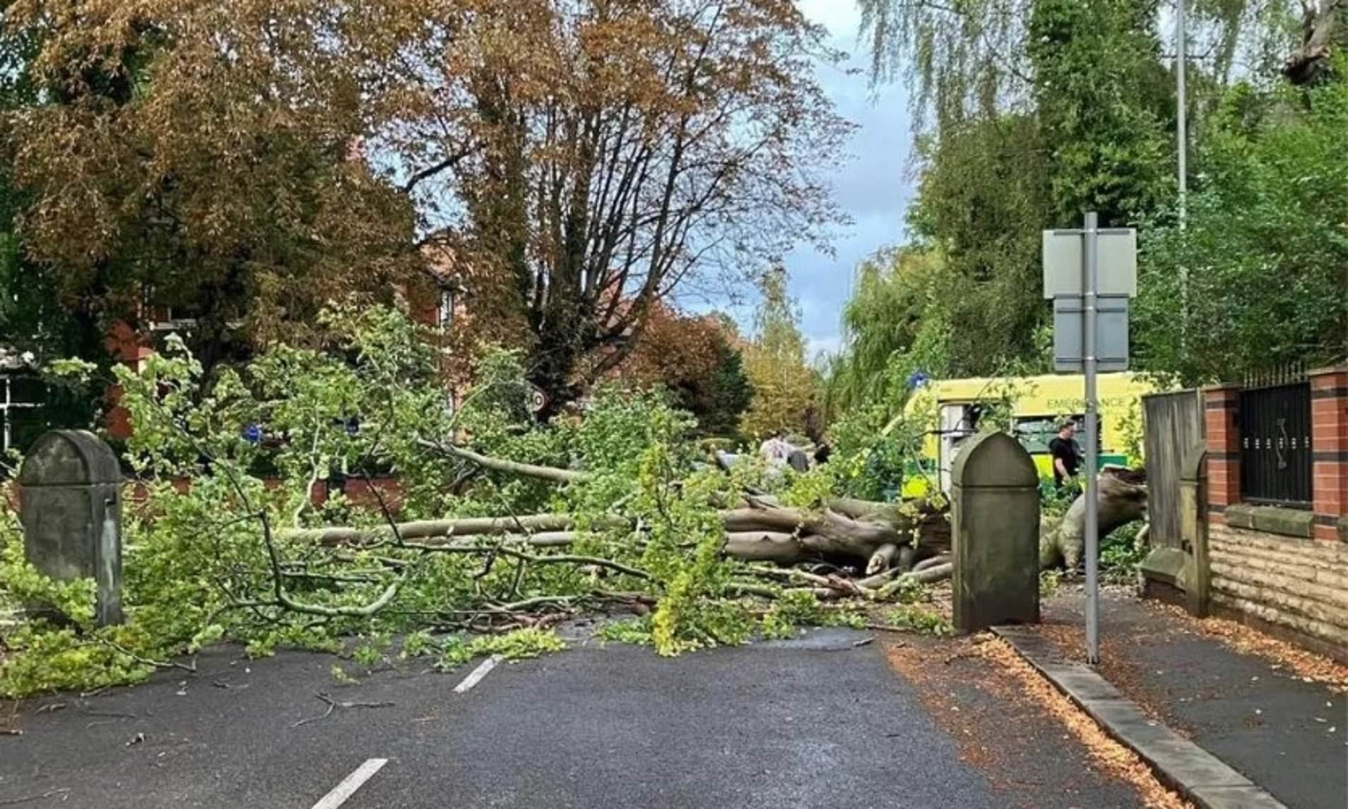 Woman, in her 40s, dies after being hit by 'massive' tree branch that ...