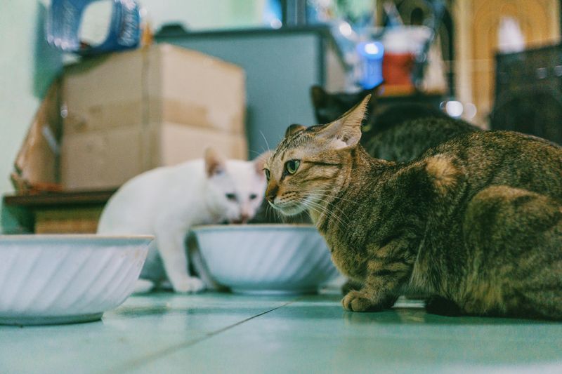 Simple Things You Can Do To Relax Your Stressed Cat