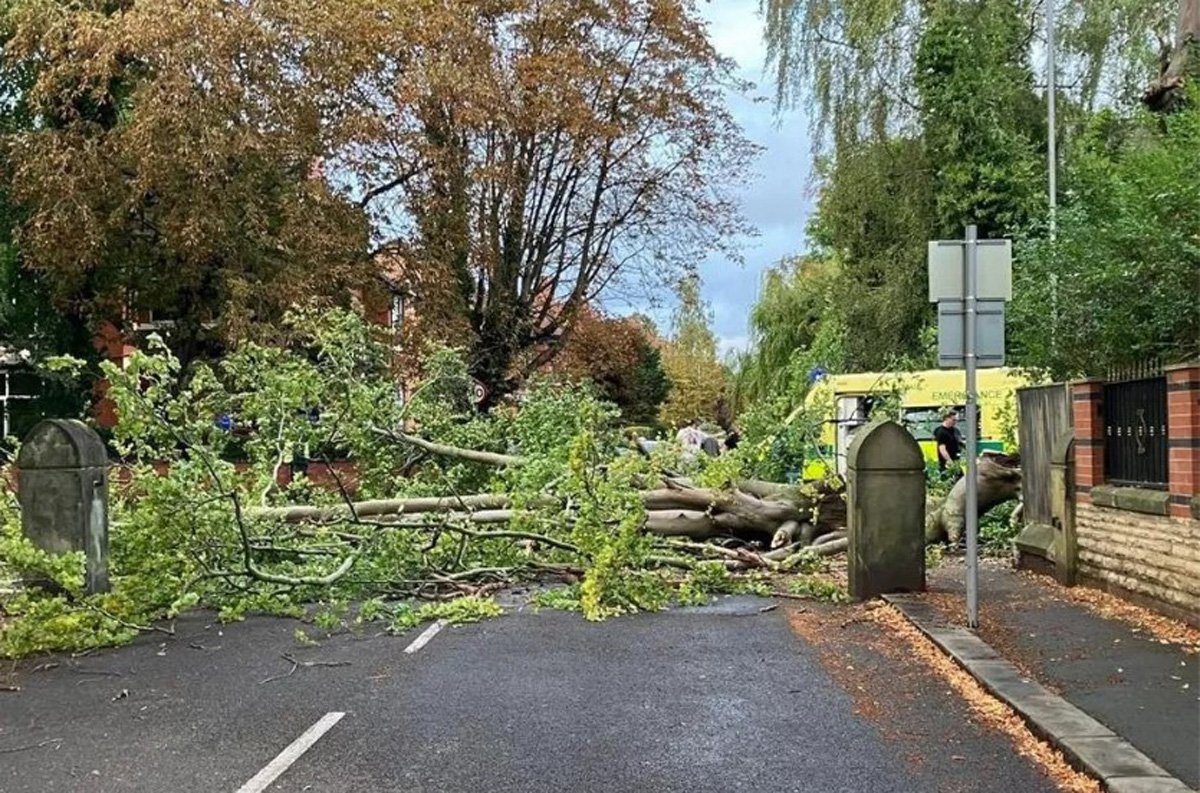Woman killed by tree branch that 'snapped'