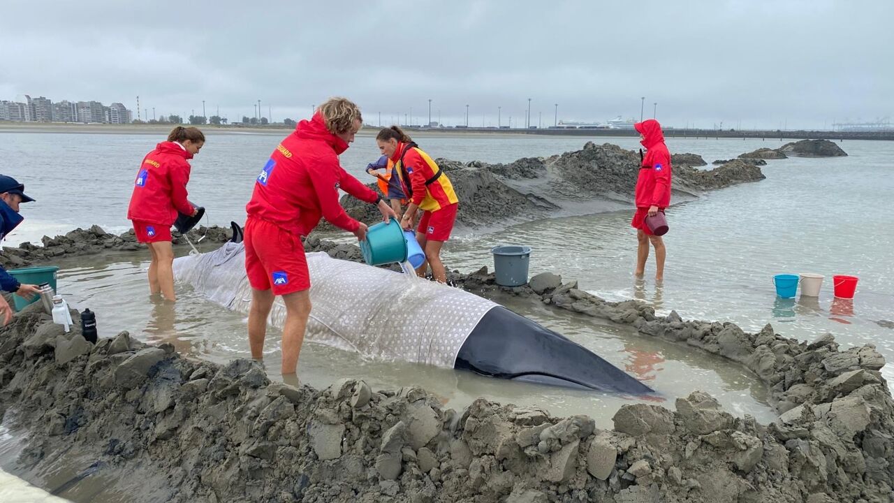 Dwergvinvis van 6 meter aangespoeld in Nederland: "Vermoedelijk zelfde ...