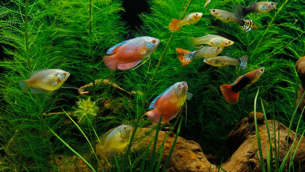 The 12 Best Plants for a Healthy Freshwater Aquarium