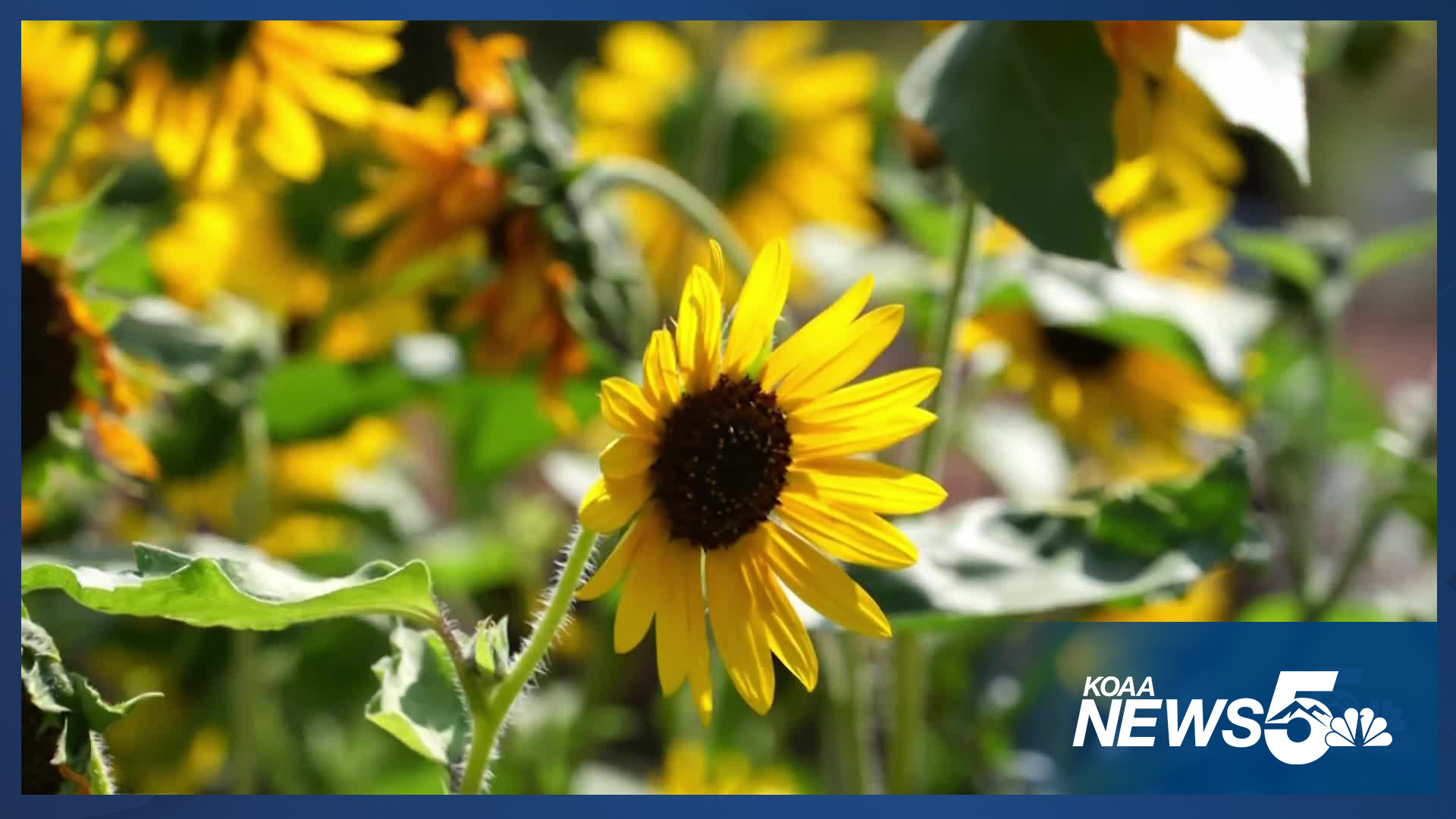 Flying Pig Farm in Manitou Springs is dedicated to all things nature ...