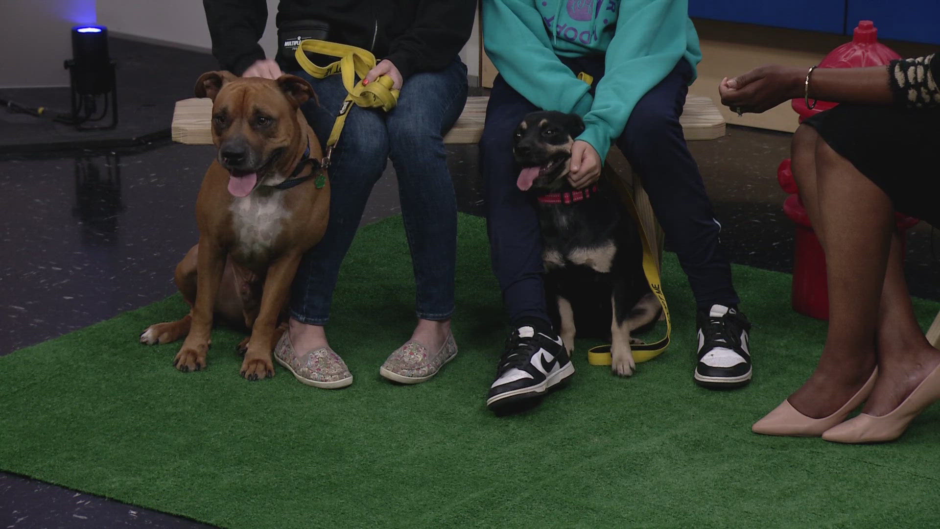 Clear the Shelters: Multiple Breed Rescue visits 3News with Layla and ...