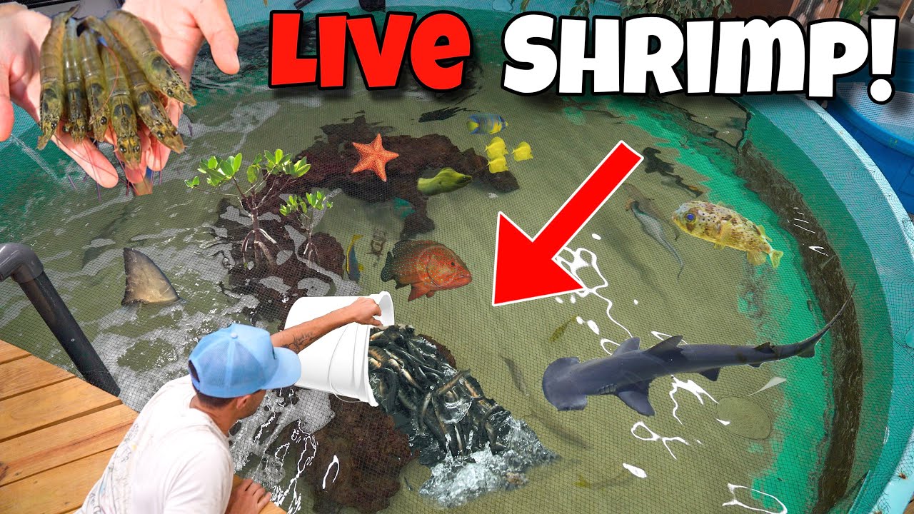 I dumped shrimp in a shark pond! 🦐🐟