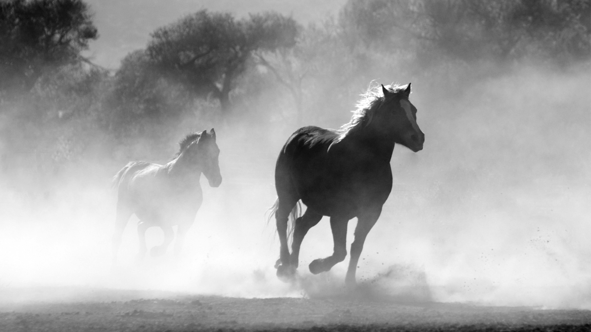 From wild to rideable: How two genes helped turn horses into best human ...