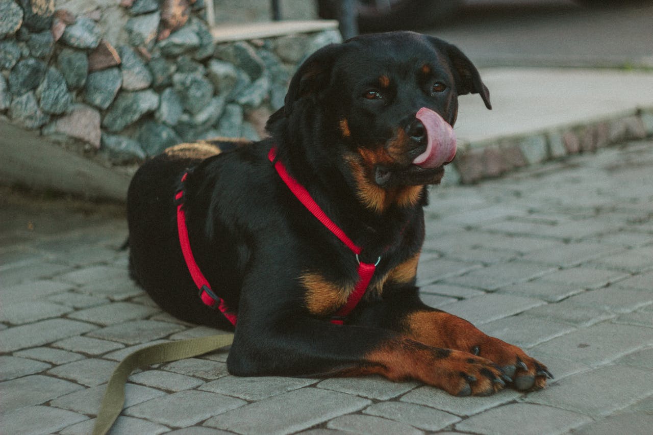 13 misunderstood dog breeds that make great pets