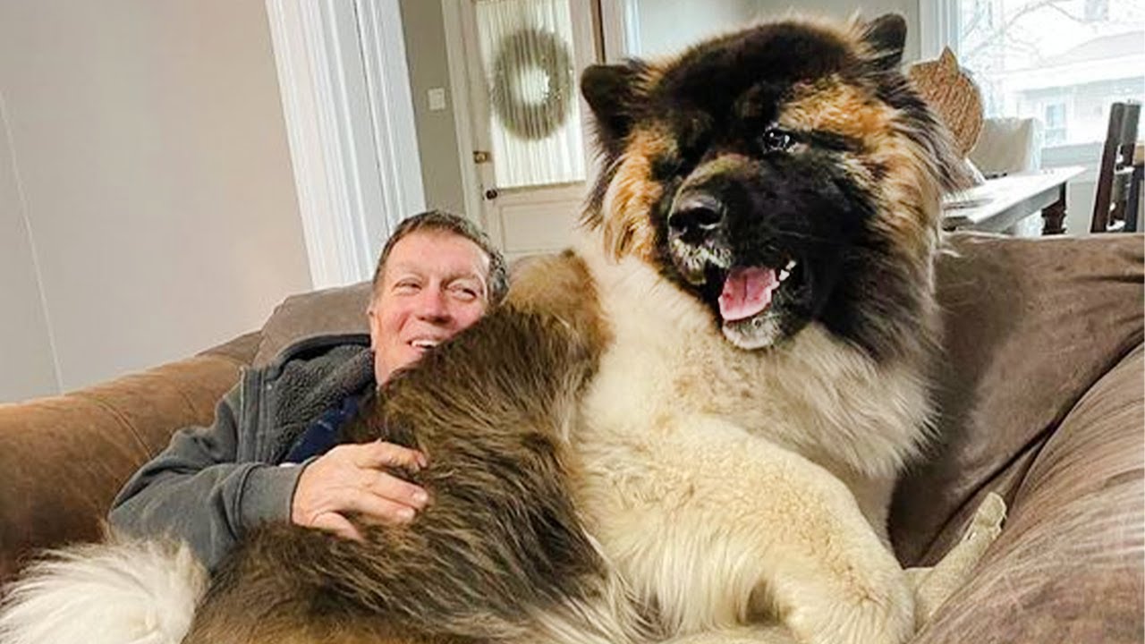 Big dogs act like tiny babies in the cutest role reversal