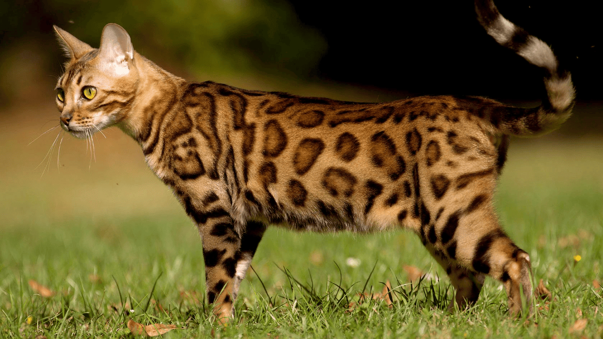 Cat breeds that first-time owners shouldn't choose: 12 options