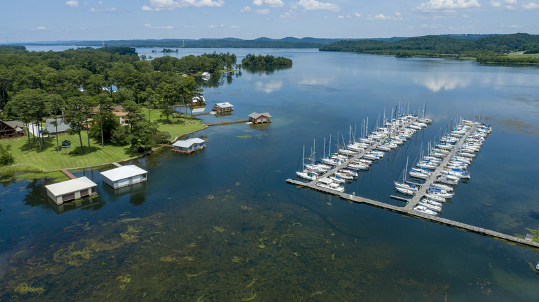 Be Careful Going Anywhere Near The Most Snake-Infested Lakes In America ...