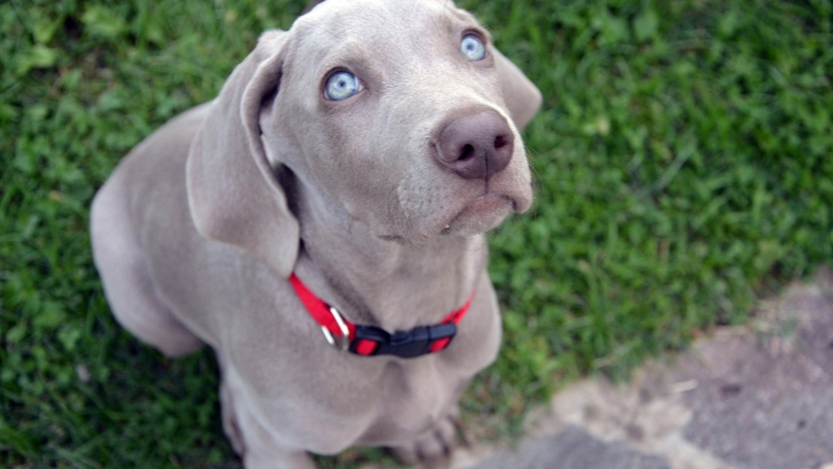 7 proofs your dog is loyal for life (and 5 signs of possible disloyalty)