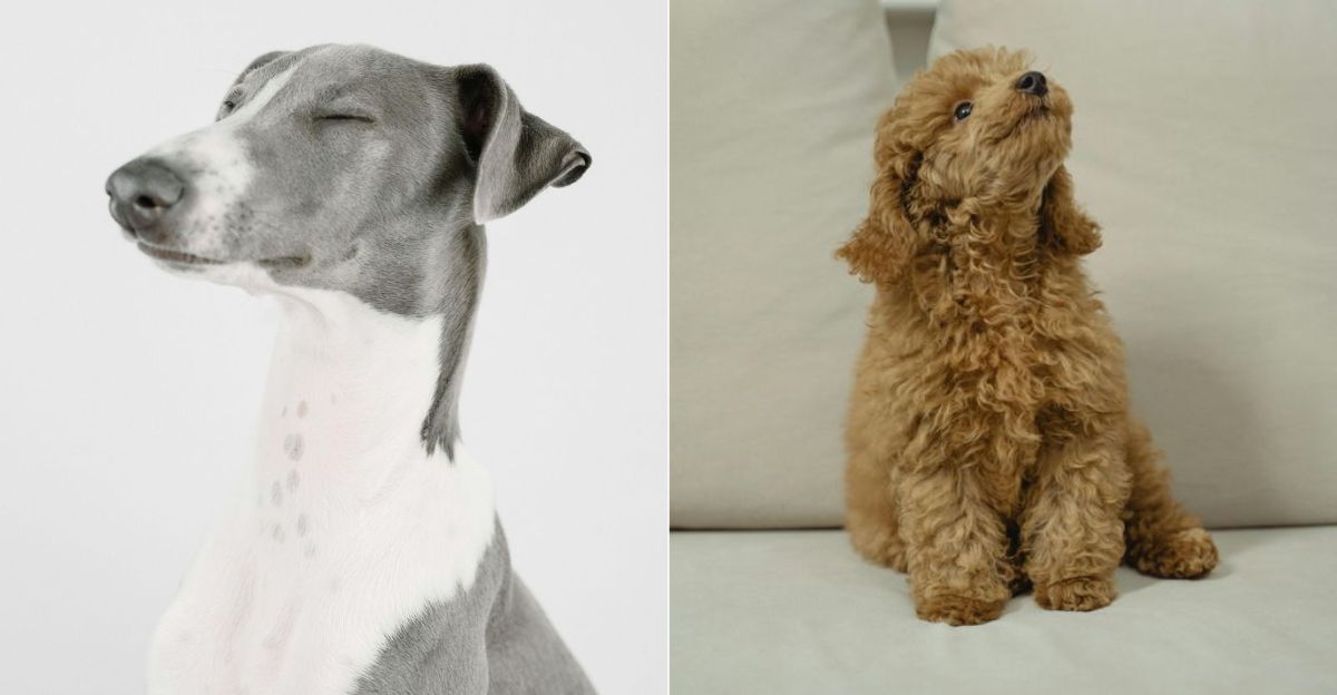 12 Calm And Well-Mannered Dog Breeds For New Owners
