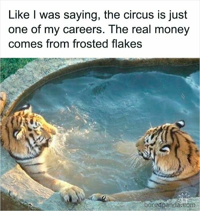 49 Times Wild Animals Were Turned Into Hilarious Memes