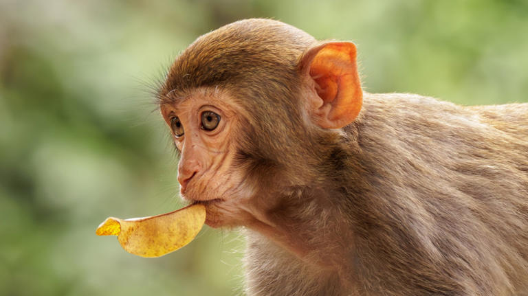 A 'Useless' Organ You Might Find On Your Ear Once Had A Unique Purpose