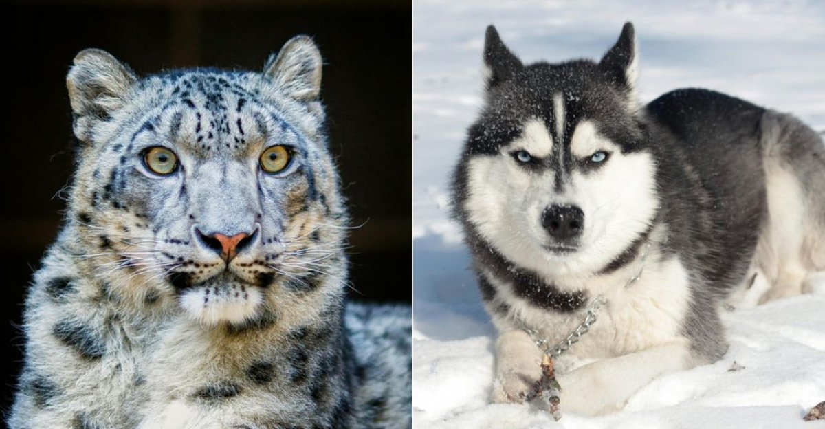 12 Animals That Can Survive Extreme Cold Better Than Humans