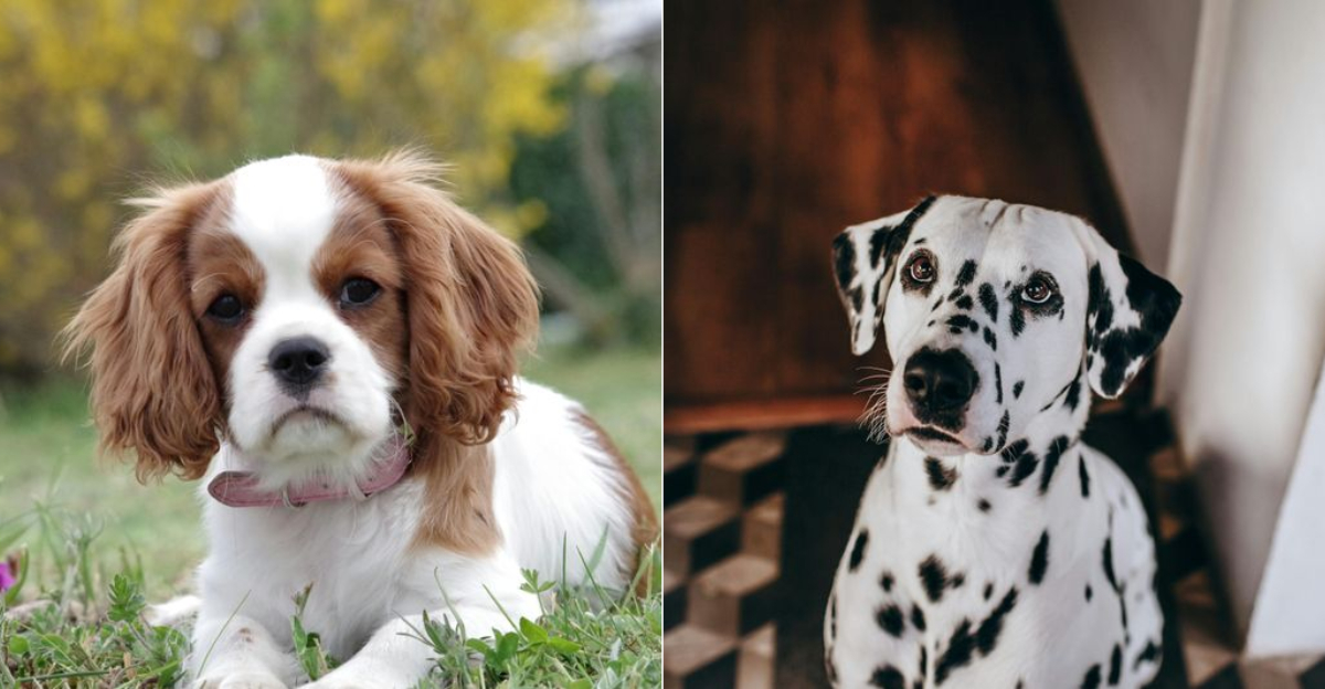 13 Dog Breeds At The Highest Risk For Genetic Disorders