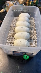 Hatching Baby Ball Pythons!