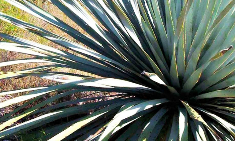 Sotol: el tesoro que nació en el norte