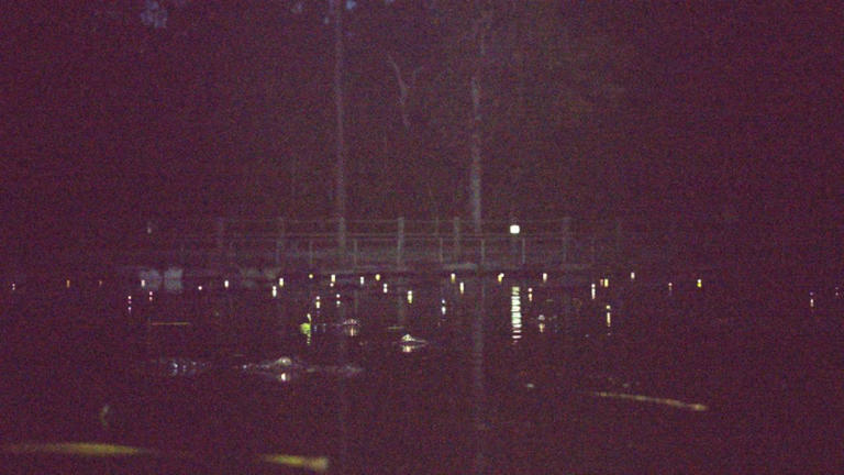 Glowing eyes: Researchers observe alligator congregation at night in SE ...