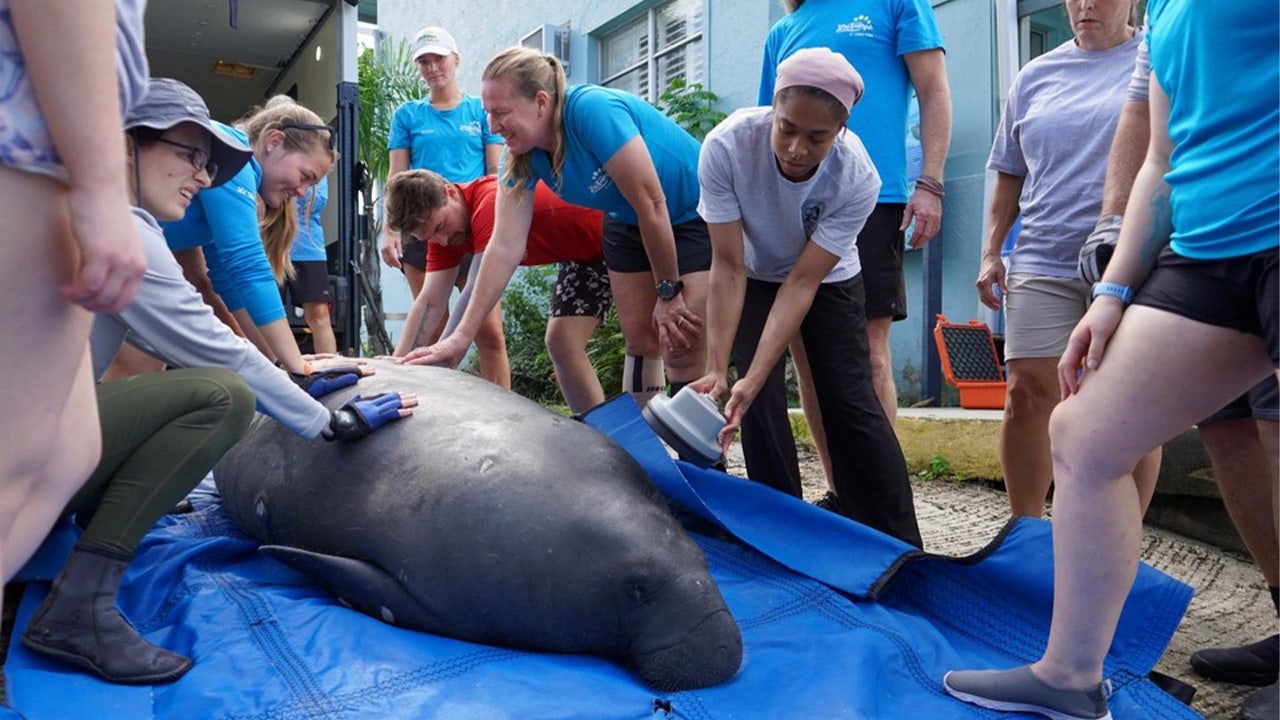 Manatee released back in Crystal River after recovering from severe ...