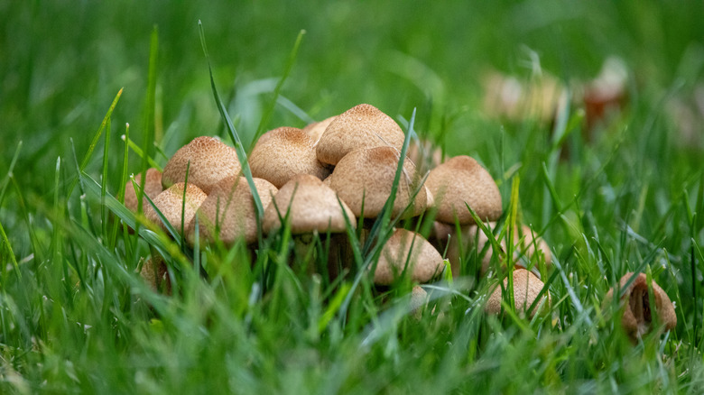 This Secret Hack To Removing Mushrooms From Your Lawn Is Hiding In Your ...