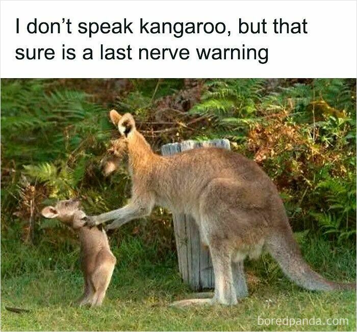 49 Times Wild Animals Were Turned Into Hilarious Memes