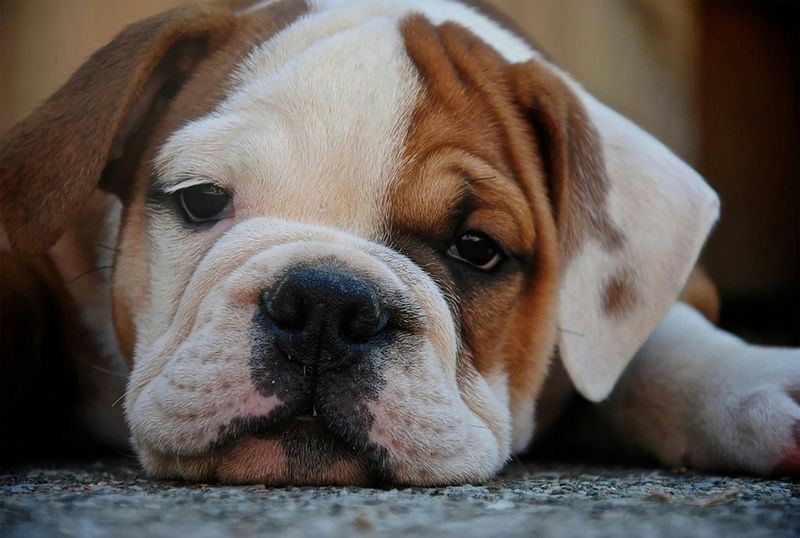 13 Dog Breeds At The Highest Risk For Genetic Disorders