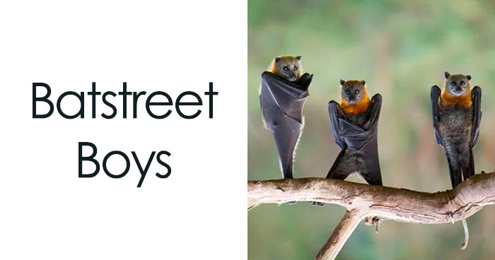 49 Times Wild Animals Were Turned Into Hilarious Memes