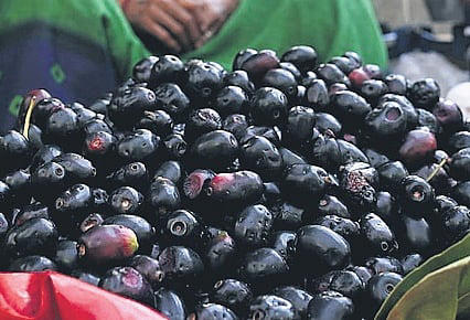 Karnataka to register two new jamun varieties