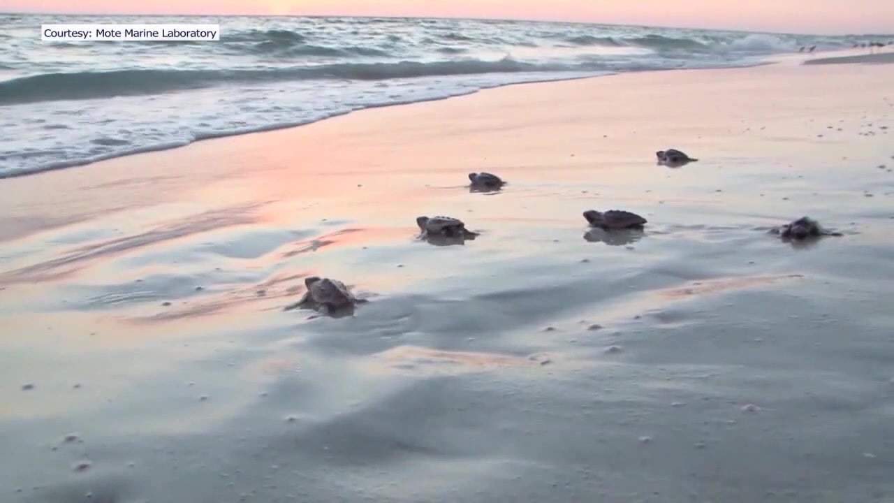 Baby sea turtles on Anna Maria Island struggling to reach Gulf after ...