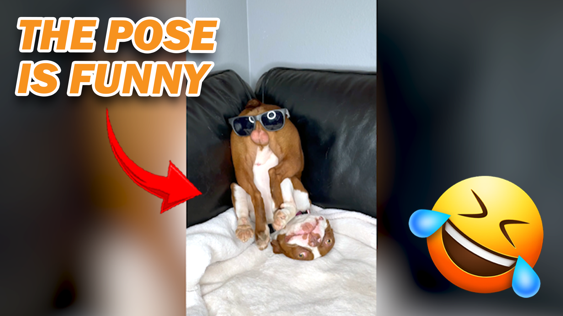 Funny Animal Video Compilation